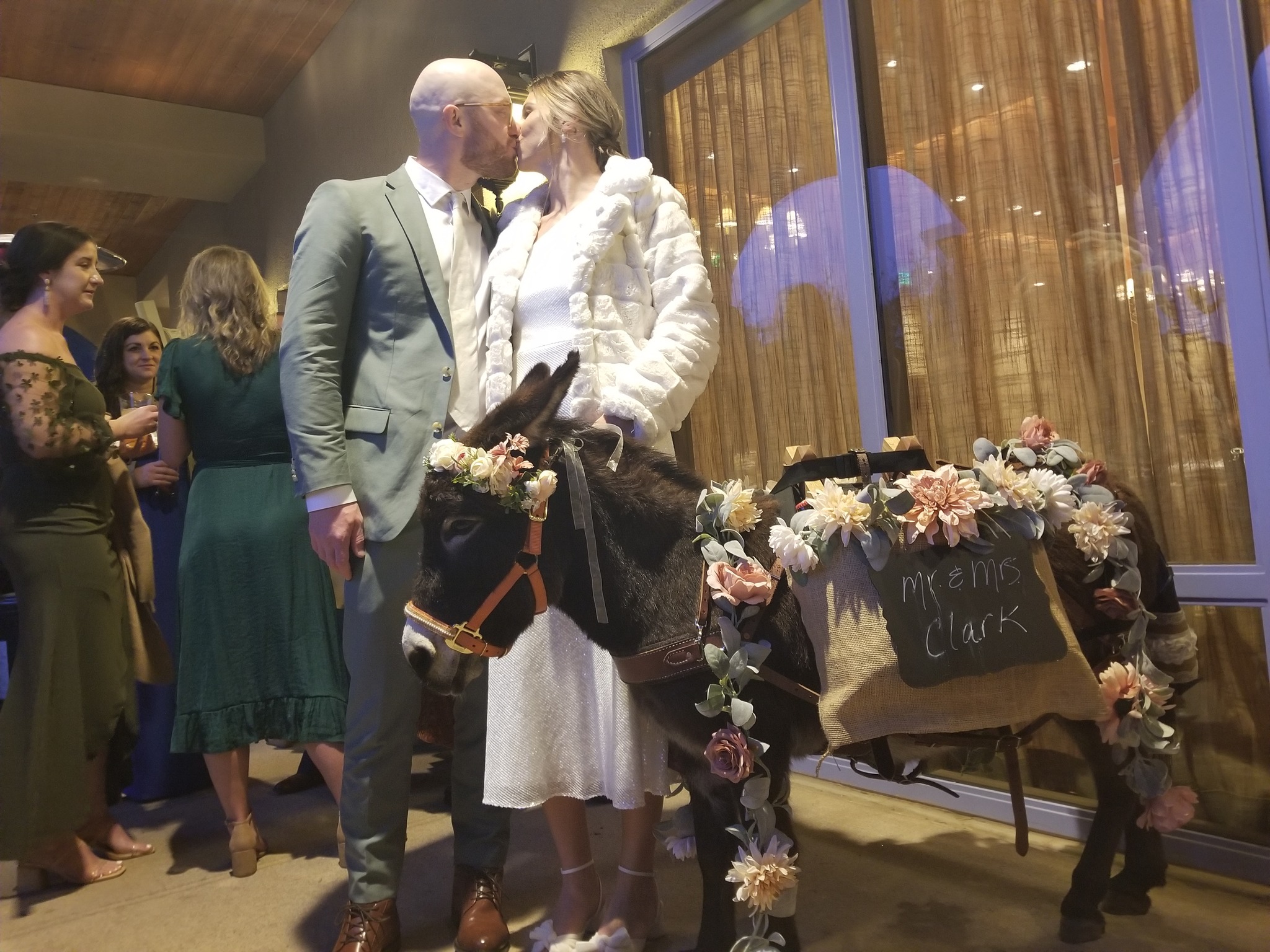 Make Your Event Memorable with Mini Donkeys – Bitsy Burro Events